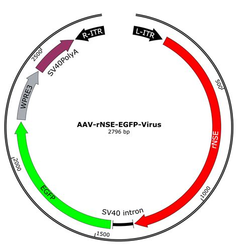 Aav Rnse Egfp Cd Bioparticles