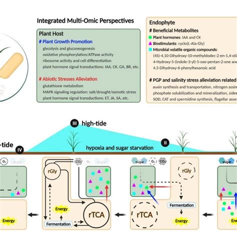 Schematic Illustration Of Molecular Plant Endophyte Interactions Mpei