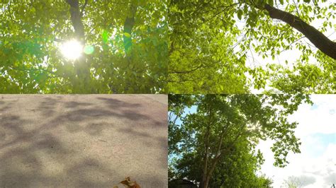 阳光夏天樟树 视频素材下载