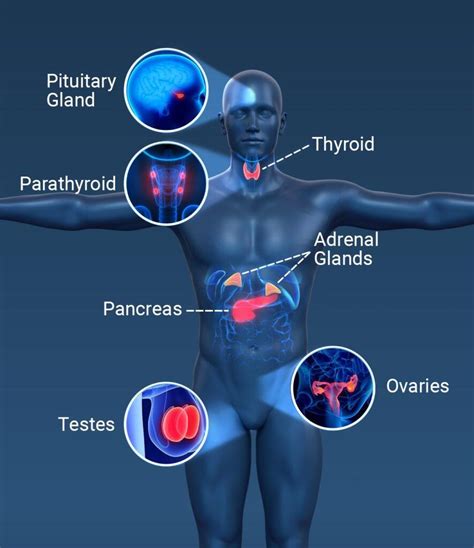 Endocrinology Thyroid Ablation Obesity And Diabetes Care