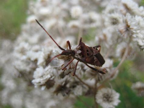 Assassin Beetle By Phogu On Deviantart