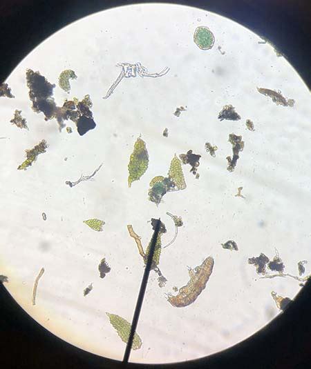 The Tardigrade Project