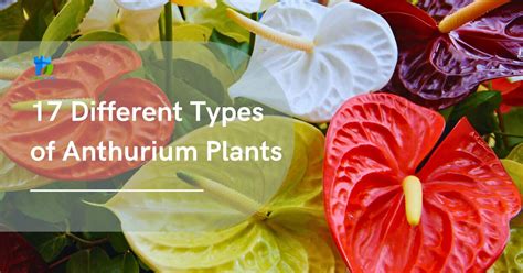 17 Different Types Of Anthurium Plants With Pictures