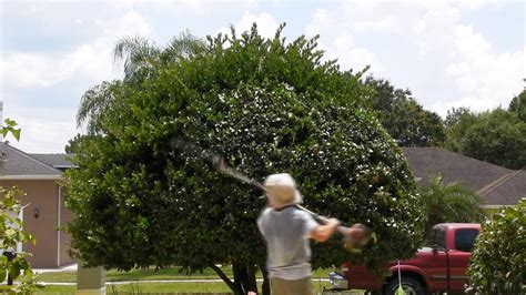 Ligustrum Tree