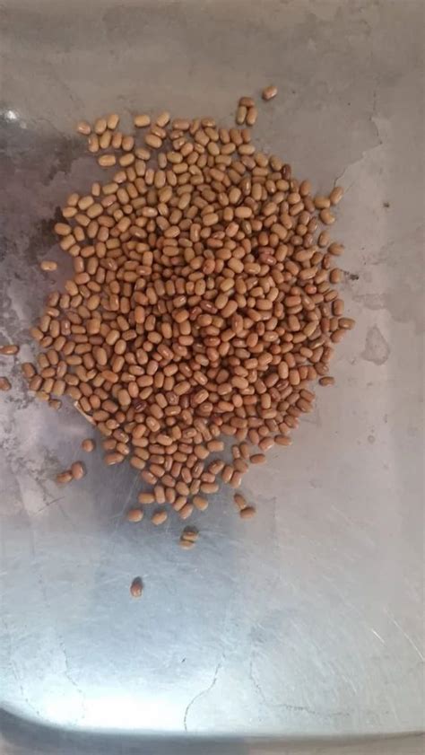 Moth Beans 1 Kg At Best Price In Pondicherry Id 2856352580248