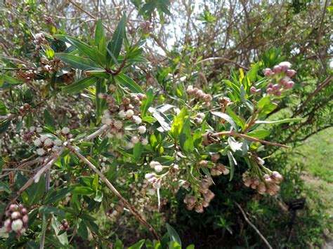 Baccharis Salicina