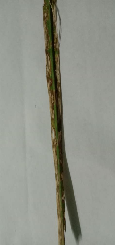 Leaf Scaled Disease Instance Segmentation Dataset By Shumni