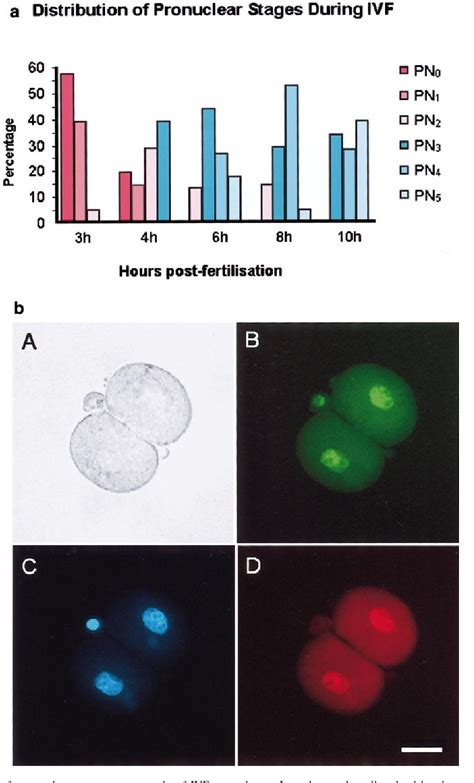 Figure 2 From Dynamic Reprogramming Of Dna Methylation In The Early Mouse Embryo Semantic Scholar