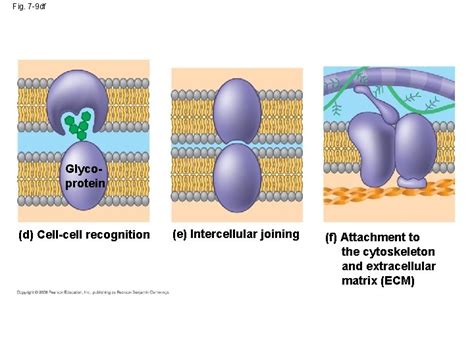 Chapter 7 Membrane Structure And Function Power Point