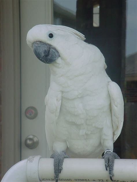 How Big Is An Umbrella Cockatoo At Ryan Rupp Blog