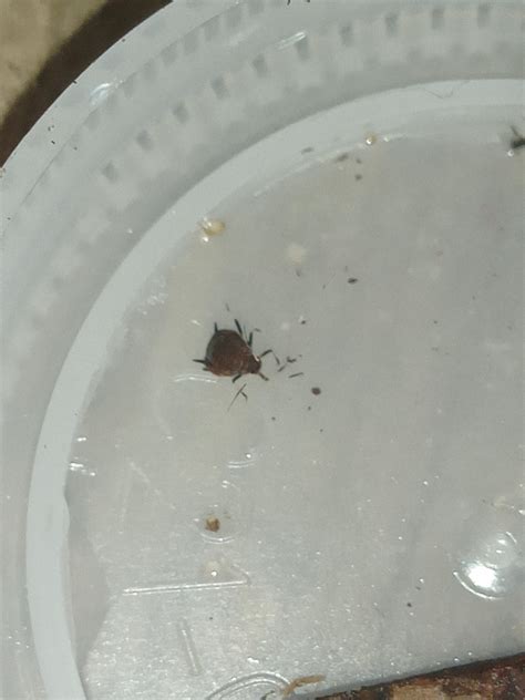 A Tick Or Aphid Ive Noticed Some Aphids On Some Trees Roses And