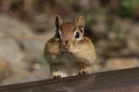 Chipmunk Cheeks Filled With Food Twistedsifter