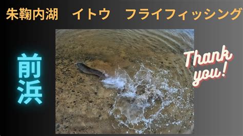 朱鞠内湖 イトウ60cm 2024年5月 前浜 朱鞠内湖は遊漁料が掛かります 釣りチケ で購入がおすすめ Youtube