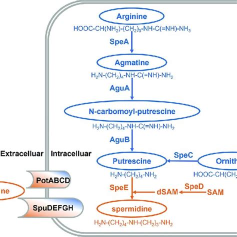 Spermidine Biosynthesis Pattern And Regulatory Spectrum A Spermidine