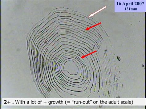 Part 2 Salmon Scale Reading Problem Scales Erosion Spawning Marks