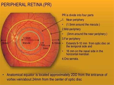 Eye Health Facts Eye Facts Eye Anatomy
