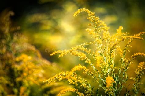 Nature Blurred Multicolored Floral Abstract Background For Desight And Decoration Minimalism