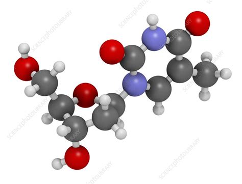 Thymidine Nucleoside Molecule Stock Image F010 6833 Science Photo