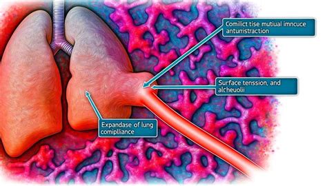 What Determines Lung Compliance Online Business School