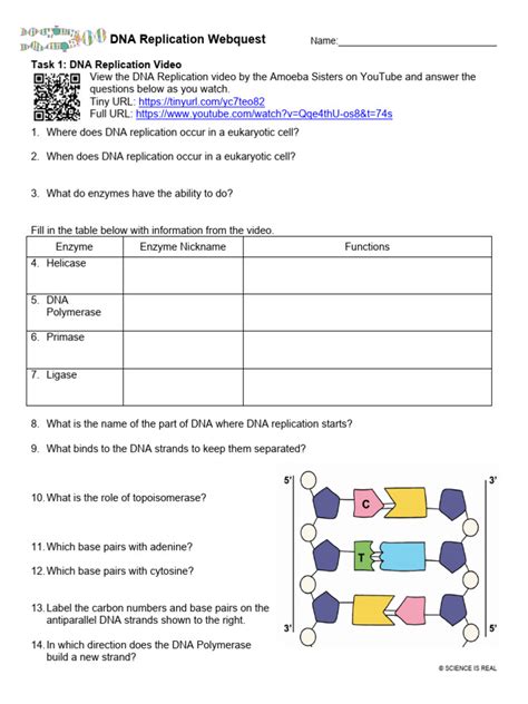 Dna Replication Webquest Pdf Dna Replication Dna