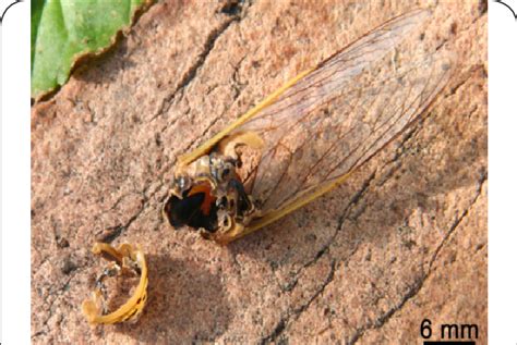 Example Of Cicada Remnants Showing Intact Wing Membranes While Other