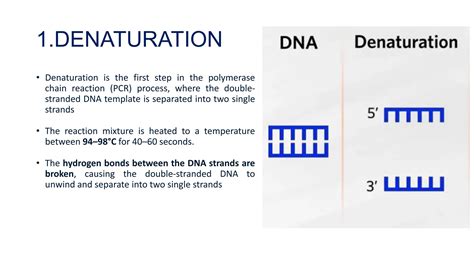 Polymerase Chain Reaction Pcr Steps And Application Pdf