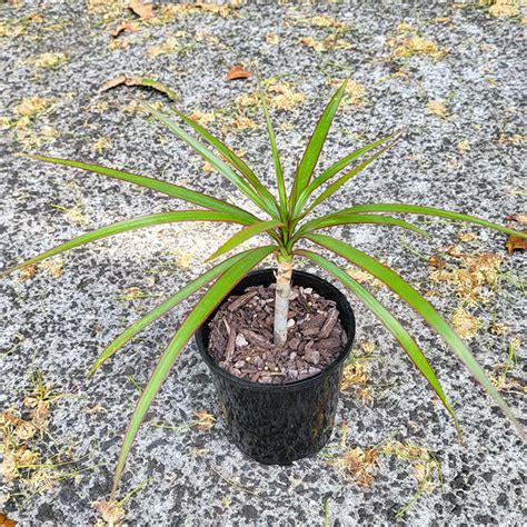 Dragon Tree Dracaena Marginata Plantis