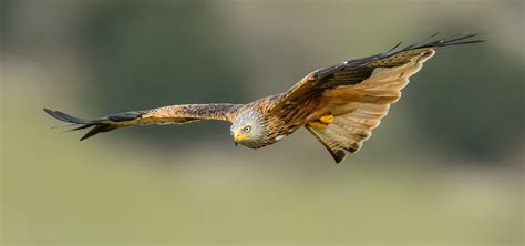 Bird Flight Types At Doris Newkirk Blog