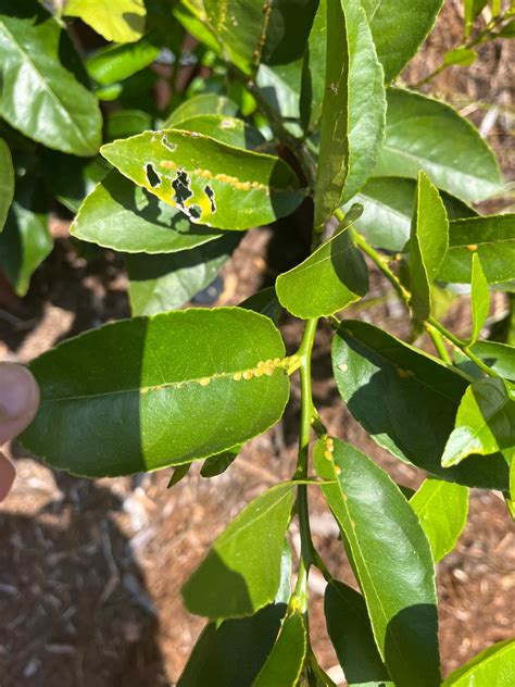 Lemon Tree Pest Identification Rgardening