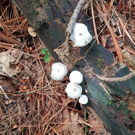 받침애주름버섯