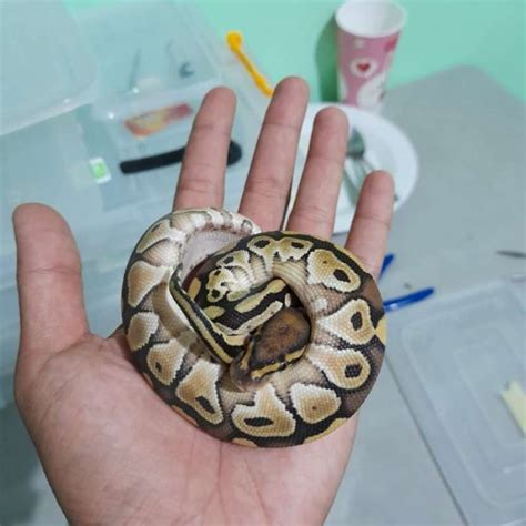 Jual Ball Python Lesser Het Clown 100 Jantan Di Seller Enigma Kapuk Kota Jakarta Barat Blibli