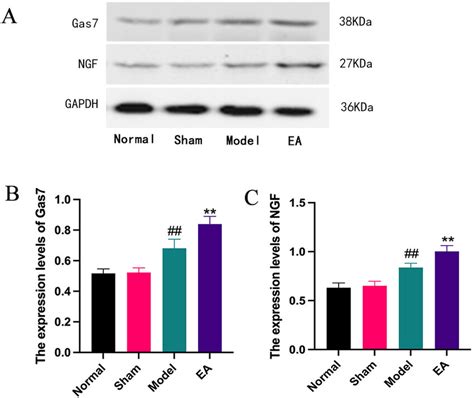 Effect Of Ea On Gas7 And Ngf Protein Expression Was Examined Through