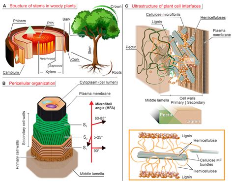 Lignin The Lignification Process And Advanced Lignin Based Materials