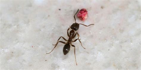 How Has The Introduction Of Argentine Ants Affected Ecosystems And