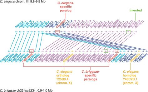 A Region On C Elegans Chromosome Iii Containing 33 Genes And The Download Scientific Diagram