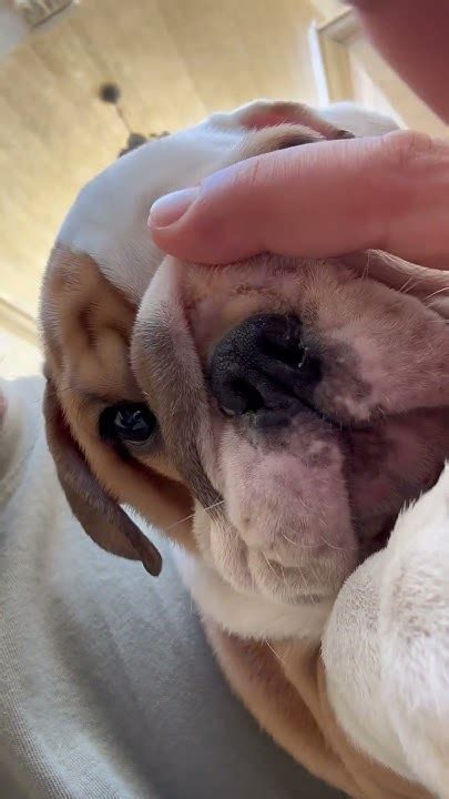 نکته بهداشتی درباره انگلیش بولداگ بولداگ مربیسگ Shorts Youtube