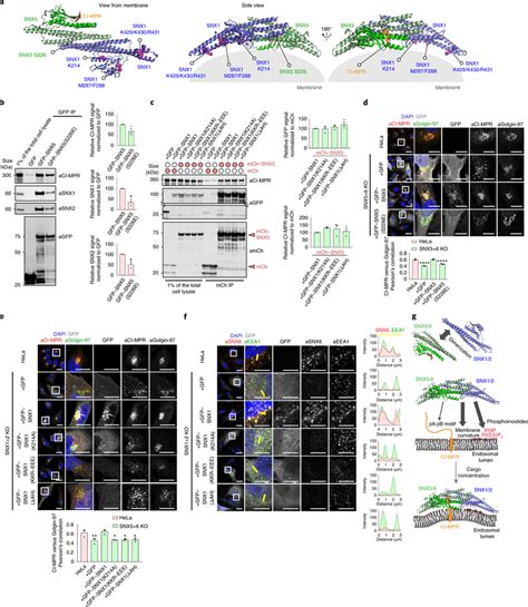 Ci Mpr Retrograde Trafficking Requires Functional Snx5 Heterodimers And