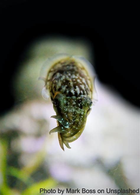 The True Masters Of Illusion And Deception In The Ocean