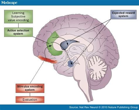 Decision Making Cognition In Neurodegenerative Diseases Page 5