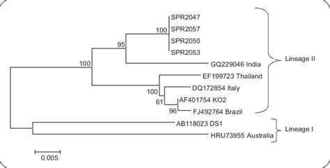 Dendrogram Of The Vp7 Gene Nucleotide Sequences Of Human Rotavirus G2 Download Scientific
