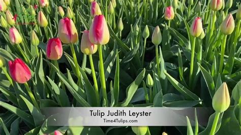 Tulip Judith Leyster Youtube