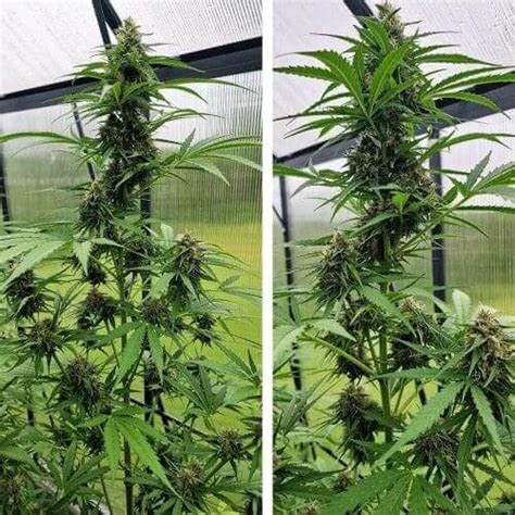 Candy Bubatz Seeds Autoflower Potent Terpenes Dutch Passion