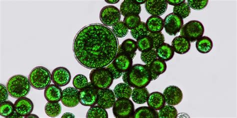 Microalgae Under Microscope