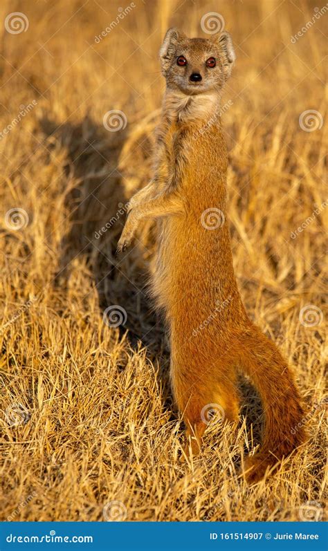 A Yellow Mongoose In Its Natural Habitat South Africa Stock Image