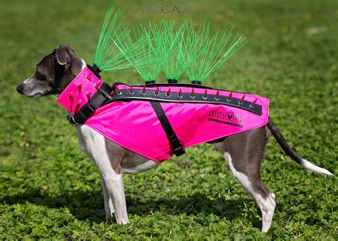 Dog Coat With Spikes At Caitlyn Lavater Blog