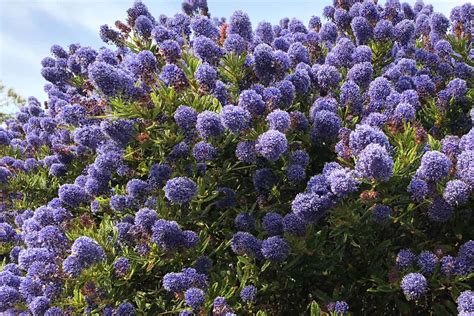 11 Beautiful Trees Under 10 Feet