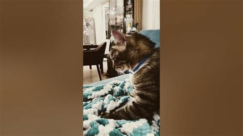 Котики няшки милые пузяшки Youtube