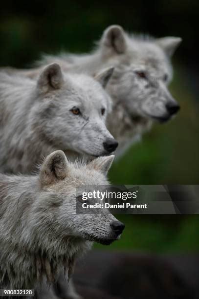 Wolf Poses Photos And Premium High Res Pictures Getty Images