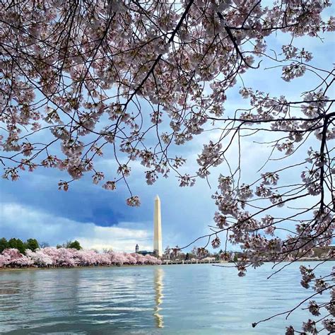How To See The Cherry Blossoms In Washington Dc In 2025