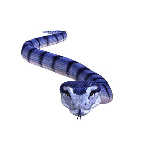 Obj File Anaconda Download Anaconda 3d Model Animated For Blender